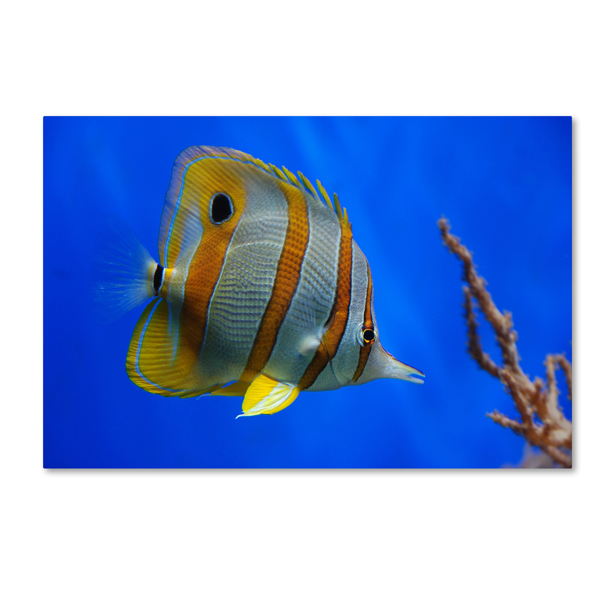 Trademark Fine Art 'Tropical Beauty' Canvas Art by Jan Lykke - Walmart.com