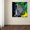 Trademark Fine Art "Tropical Fish 2" Canvas Art by Kurt Shaffer ...