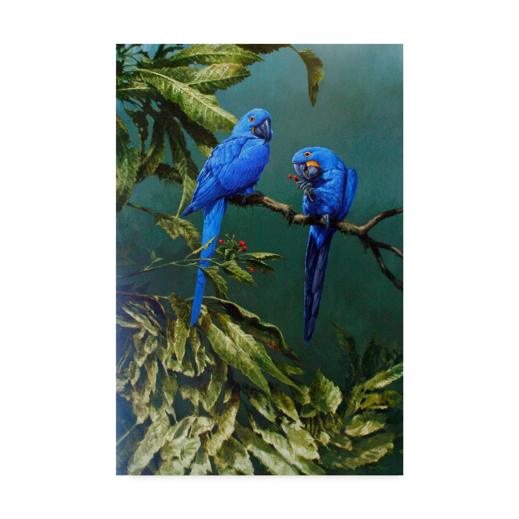 Trademark Fine Art 'Two Blue Macaws' Canvas Print by Michael Jackson ...