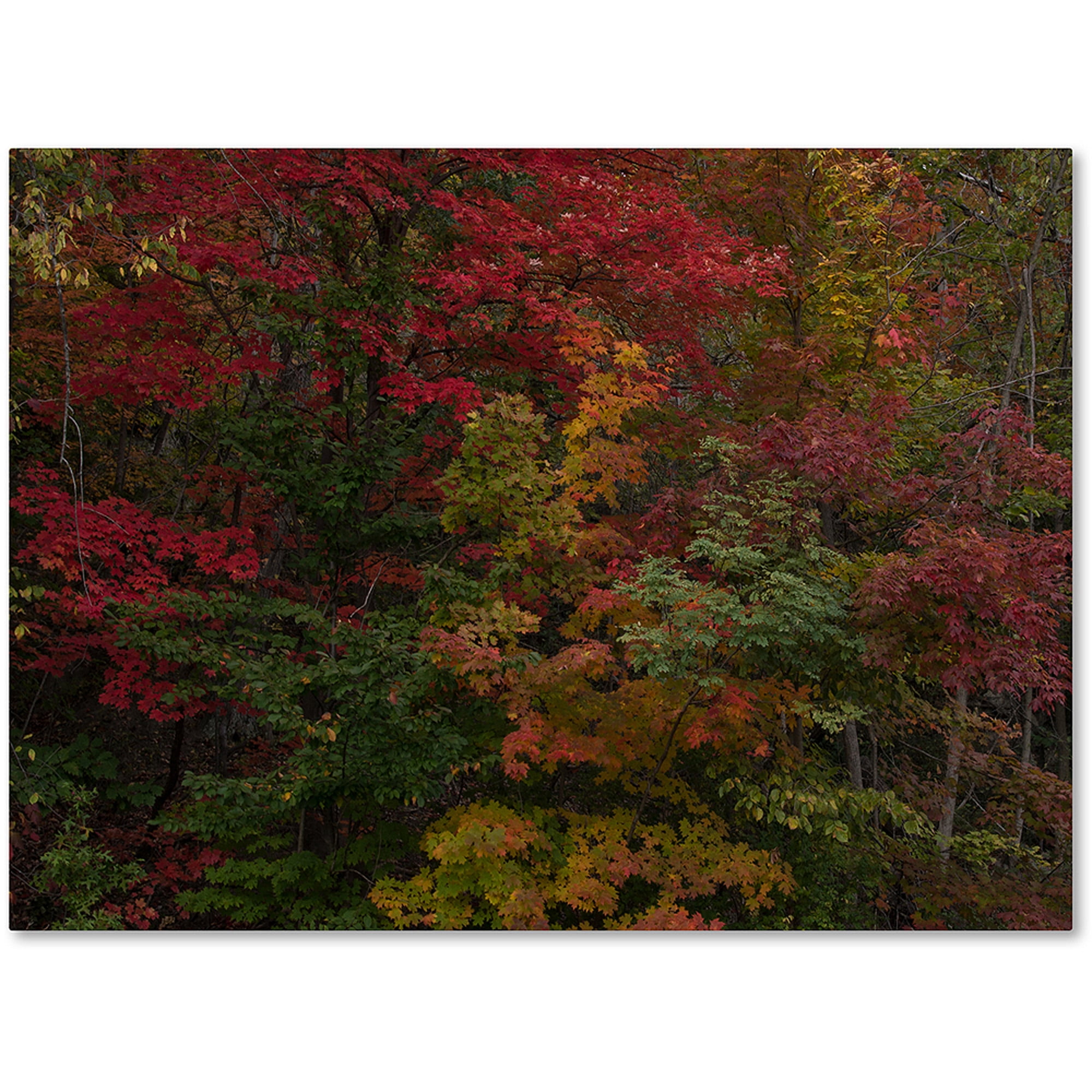 Trademark Fine Art "Why I Love Autumn" Canvas Art by Kurt Shaffer ...