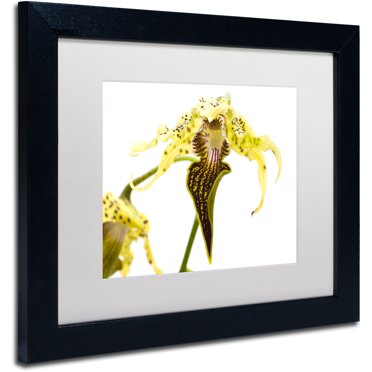 "Parrot Fish" Canvas Art by Kurt Shaffer, Black Matte, Black Frame ...