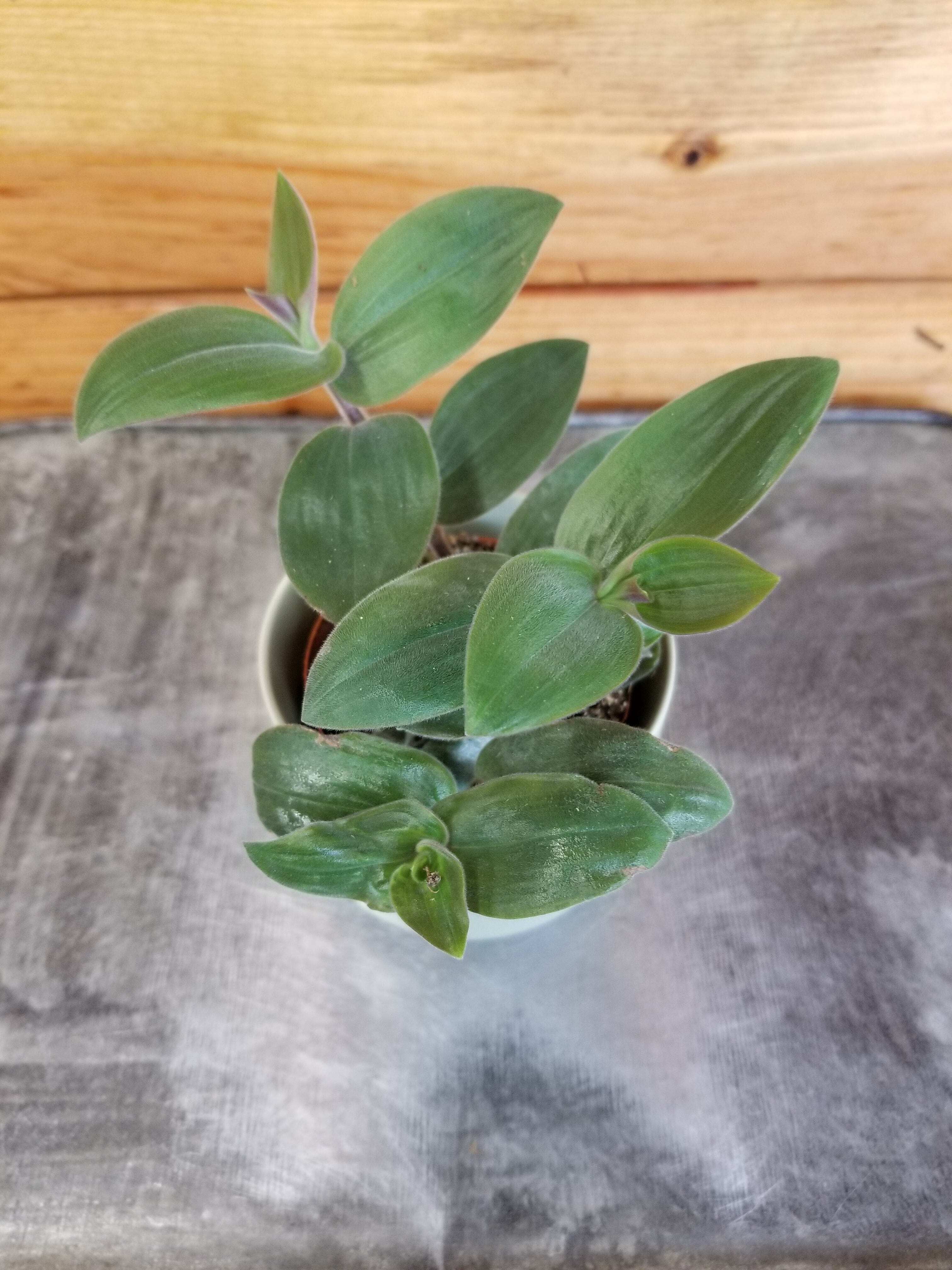 Tradescantia Baby Bunny Bellies 2" Plant, The Plant Farm - Walmart.com
