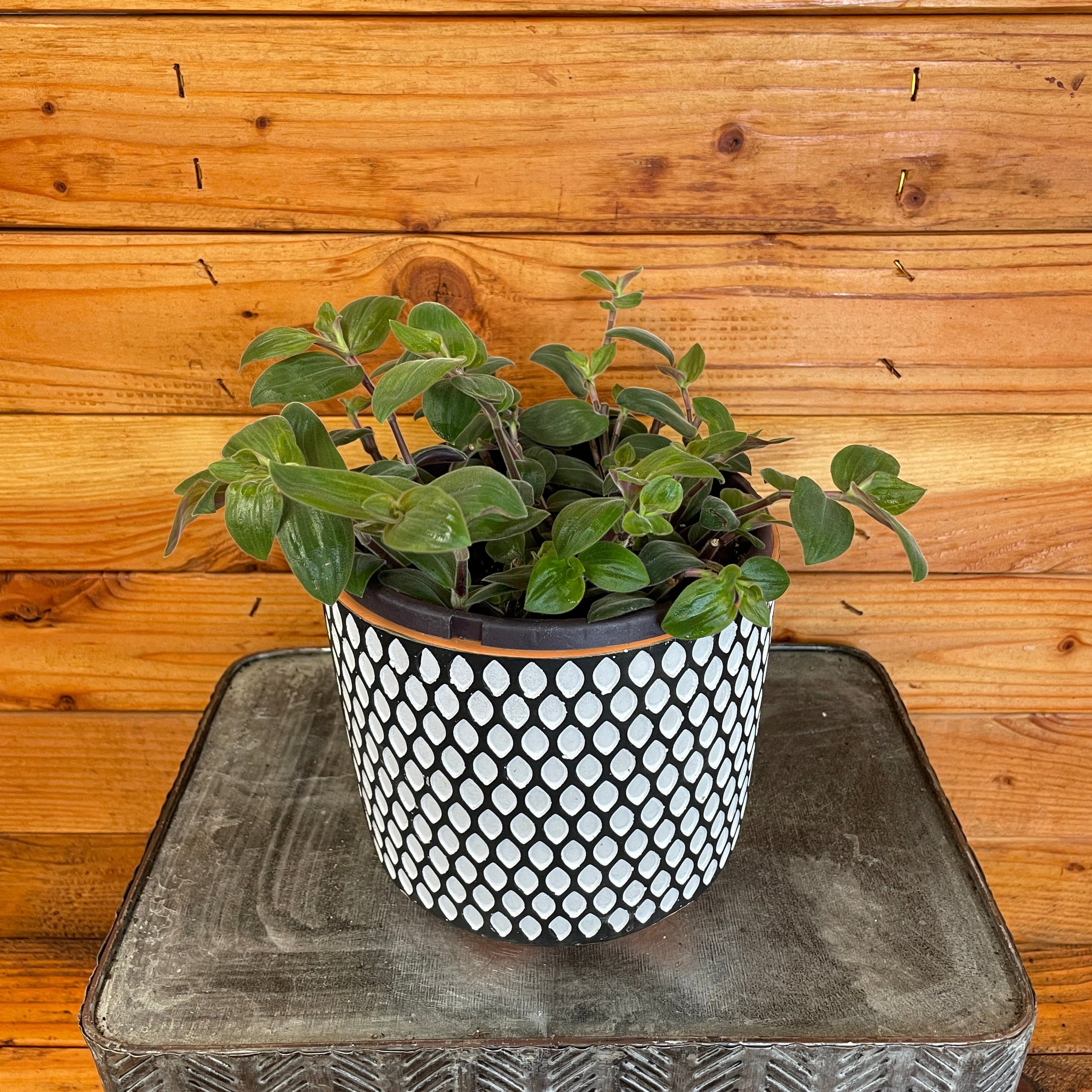 Easy to Grow Tradescantia Baby Bunny Bellies 6" Plant, Live House ...