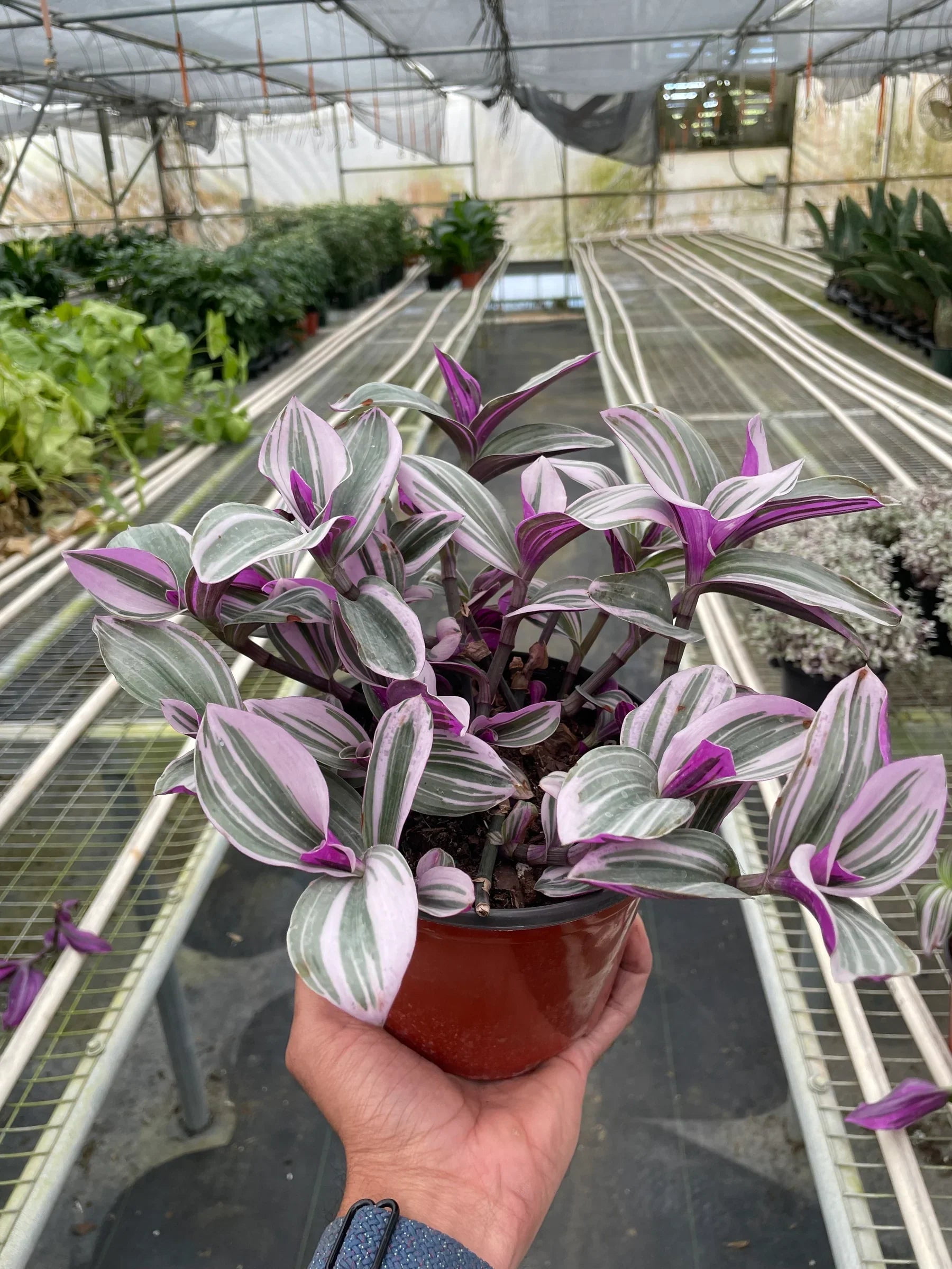 Tradescantia Bubblegum Lilac Nanouk - Live Air-Purifying Indoor Plant ...