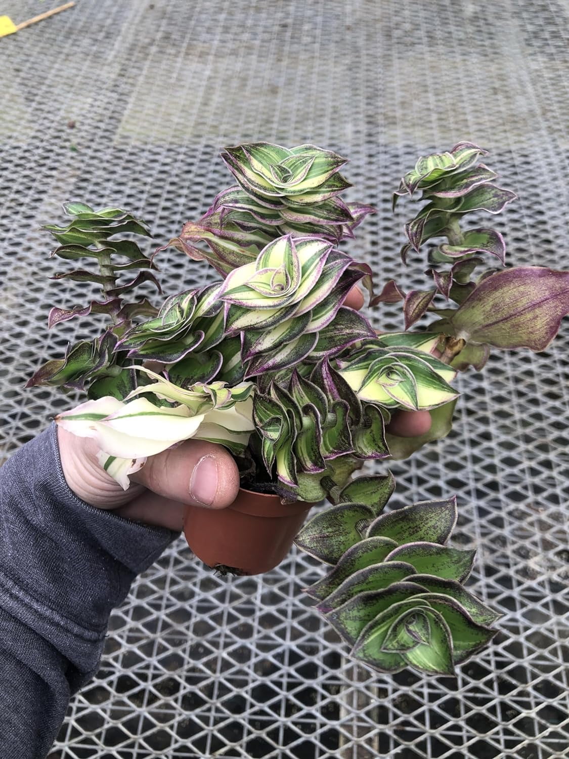 Tradescantia Dragon Tail ~ Live Wandering Jew ~ Unique Plant with Many ...