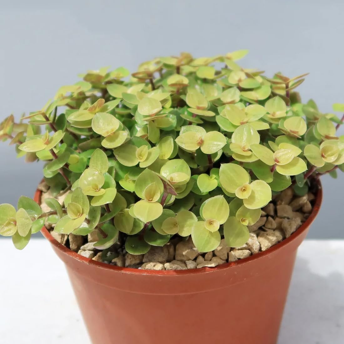 Tradescantia Gold Repens - 2 Live Starter Plants in 2 Inch Growers Pots ...