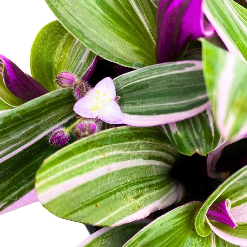 Tradescantia Nanouk 6 inch Fantasy Venice Pink Wandering Dude Lollipop ...