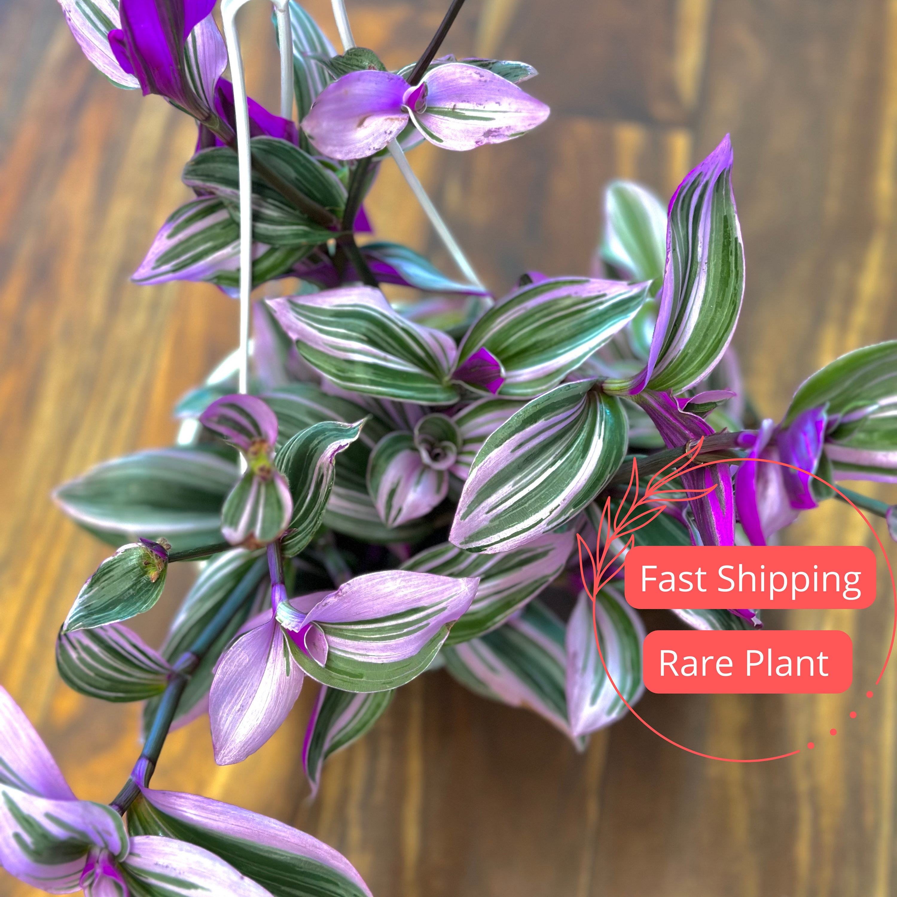 Tradescantia Nanouk | Fully Rooted Tradescantia Nanouk Plants ...