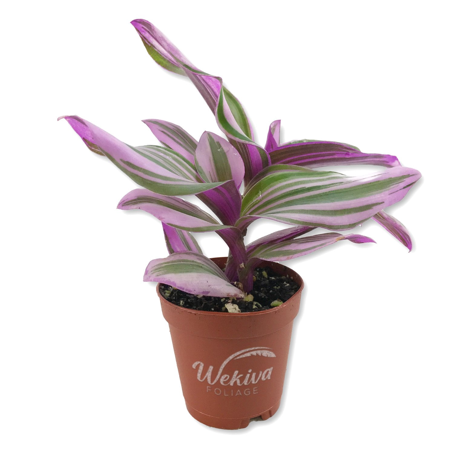 Tradescantia Nanouk - Live Starter Plant in a 2 Inch Growers Pot ...
