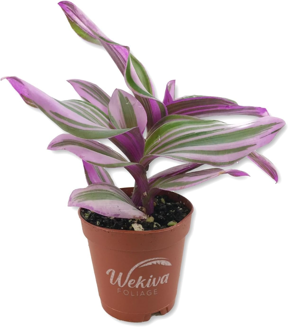 Tradescantia Nanouk Wandering Jew - 4 Live Plant in a 2 Inch Pots ...