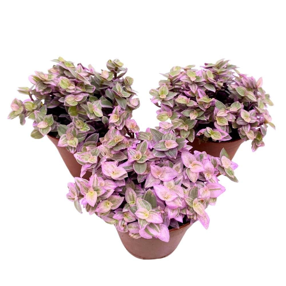 Tradescantia Pink Panther 2 inch Set of 3 Callisia repens Rosato Pink ...