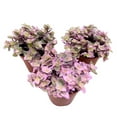 Tradescantia Pink Panther 2 inch Set of 3 Callisia repens Rosato Pink ...