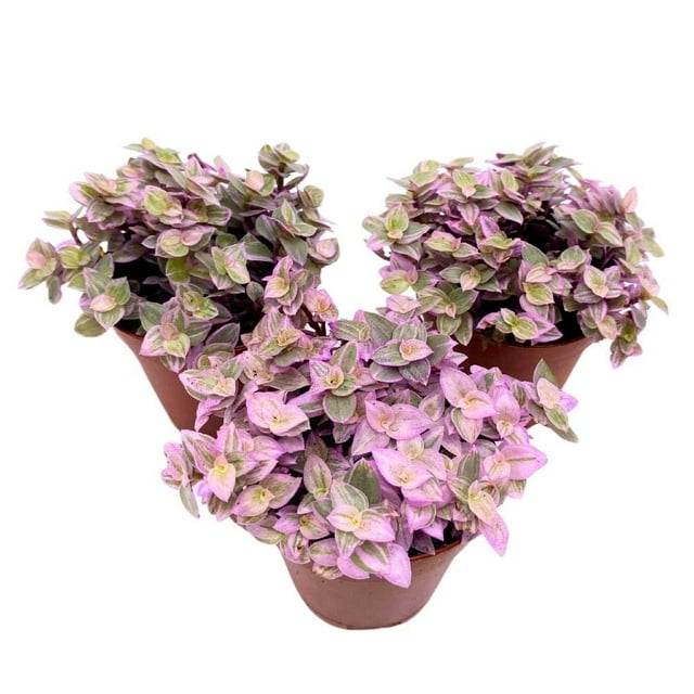 Tradescantia Pink Panther 2 inch Set of 3 Callisia repens Rosato Pink ...