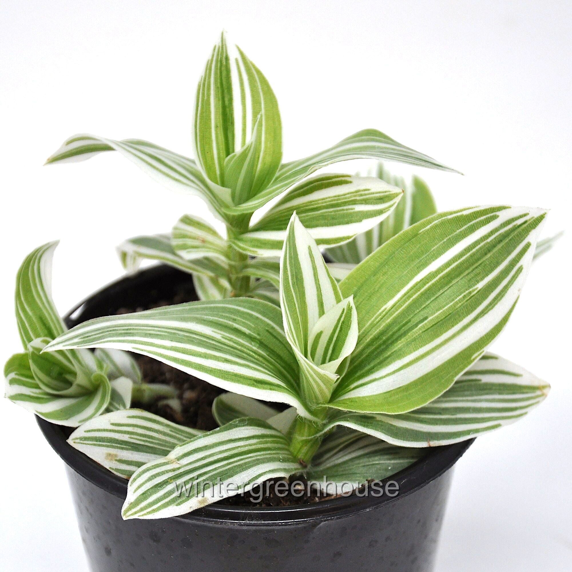 Tradescantia Pistachio White, Pistachio White, Inch Plant - Pot Size: 3 ...