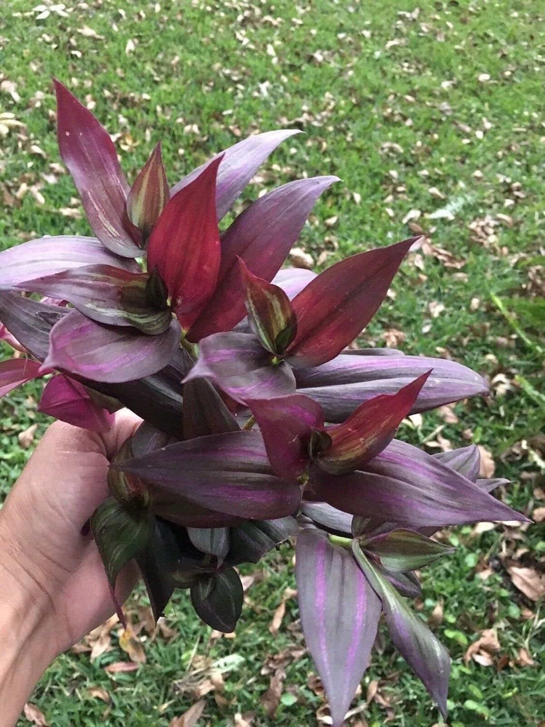 Tradescantia Red Wandering Jew - 4 Live Plant in 2 Inch Pots ...