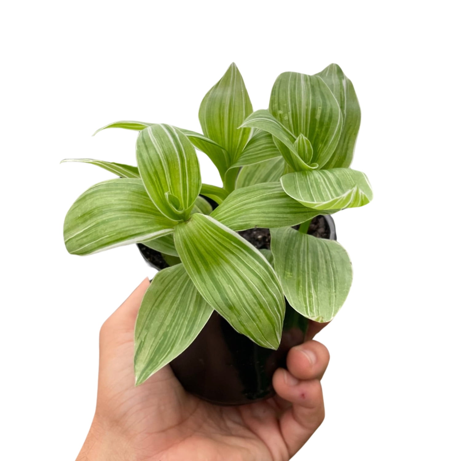 Tradescantia 'Sanna', 4" Pot, Indoor Houseplant, Easy Care, Live Plant ...