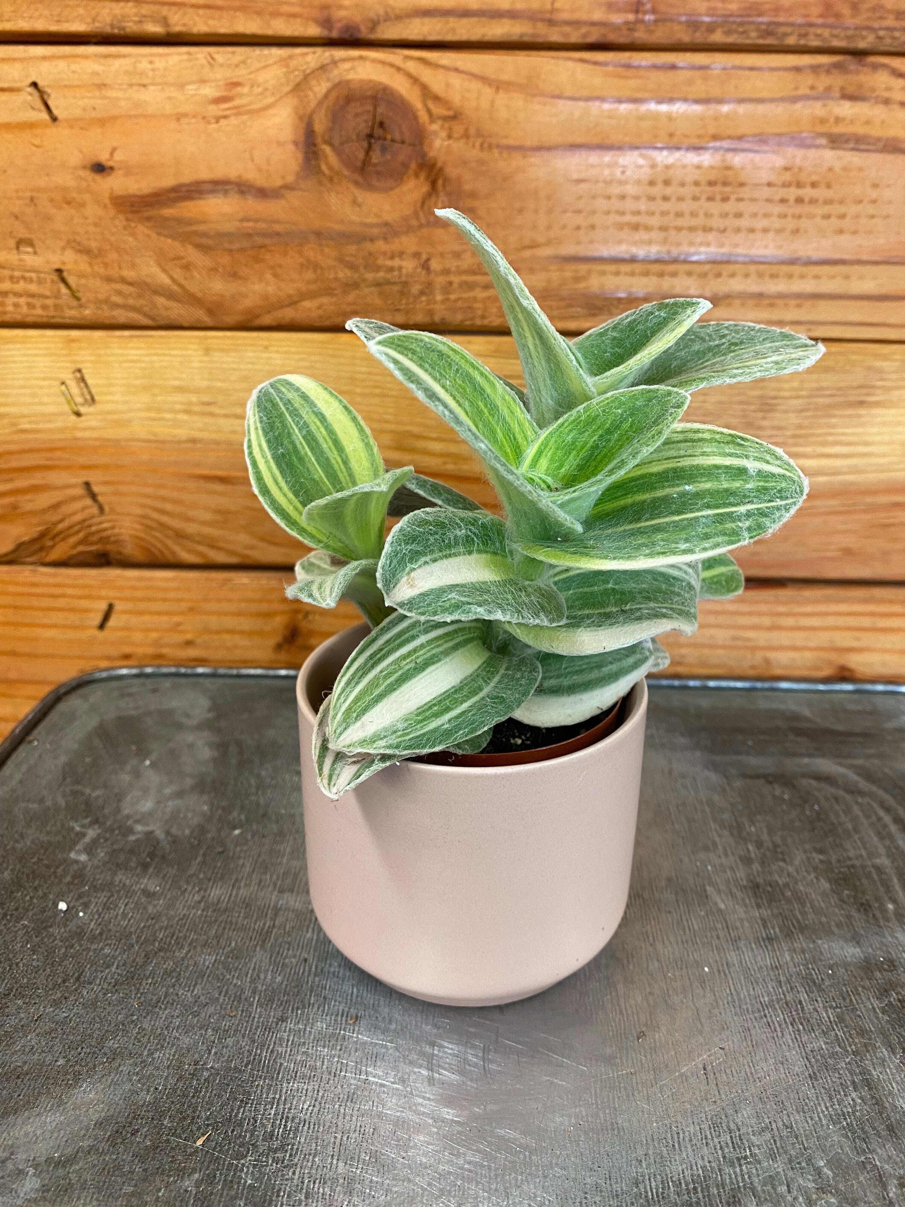 Tradescantia Sillamontana Variegata, 2" Plant, The Plant Farm - Walmart.com
