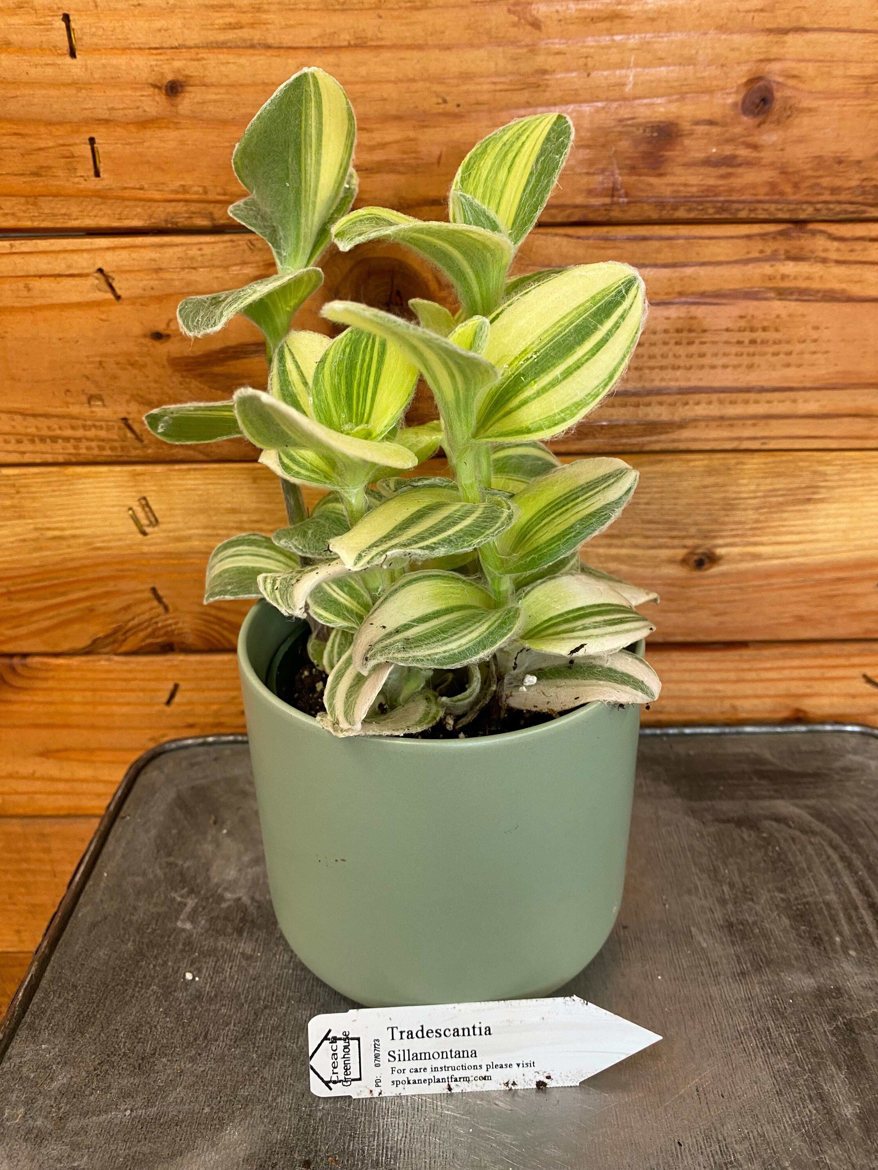 Tradescantia Sillamontana Variegata, 4" Plant, The Plant Farm - Walmart.com