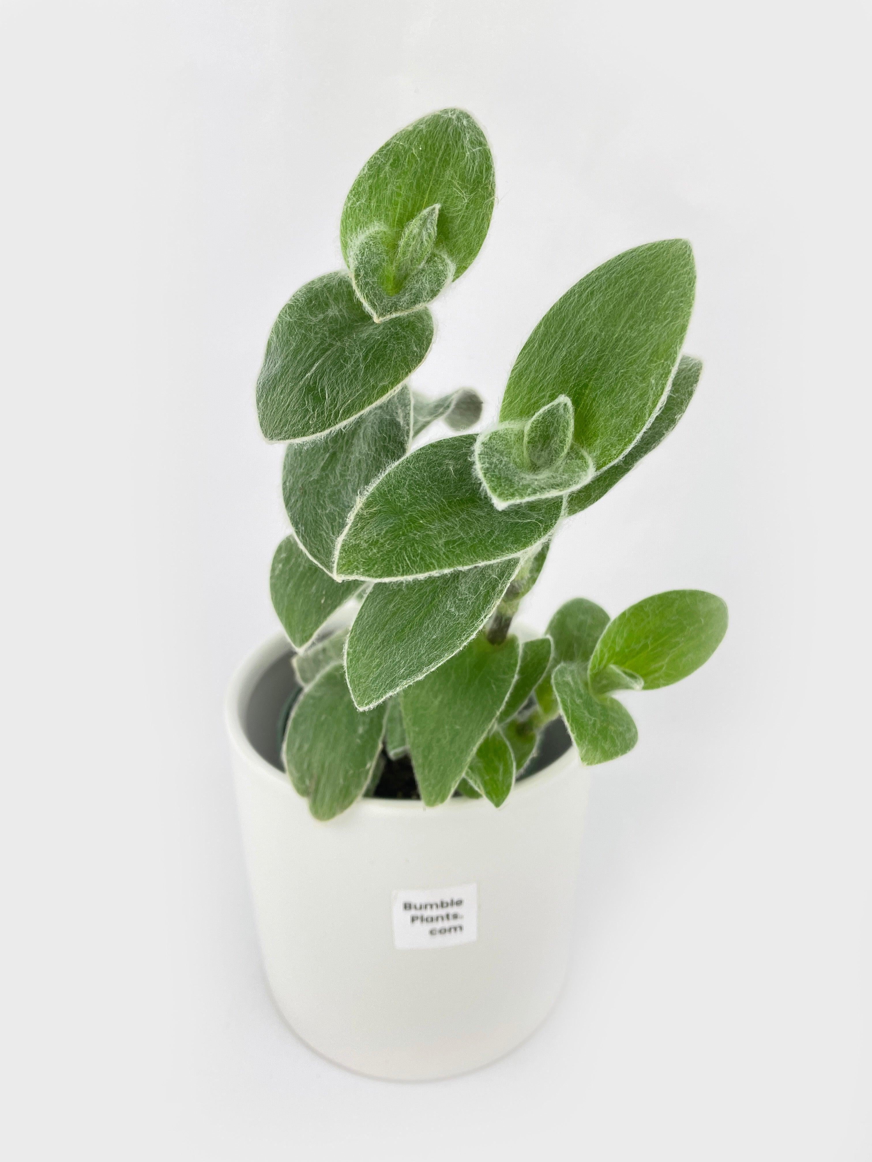Bumble Plants Tradescantia Sillamontana (White Velvet) - Full Live ...