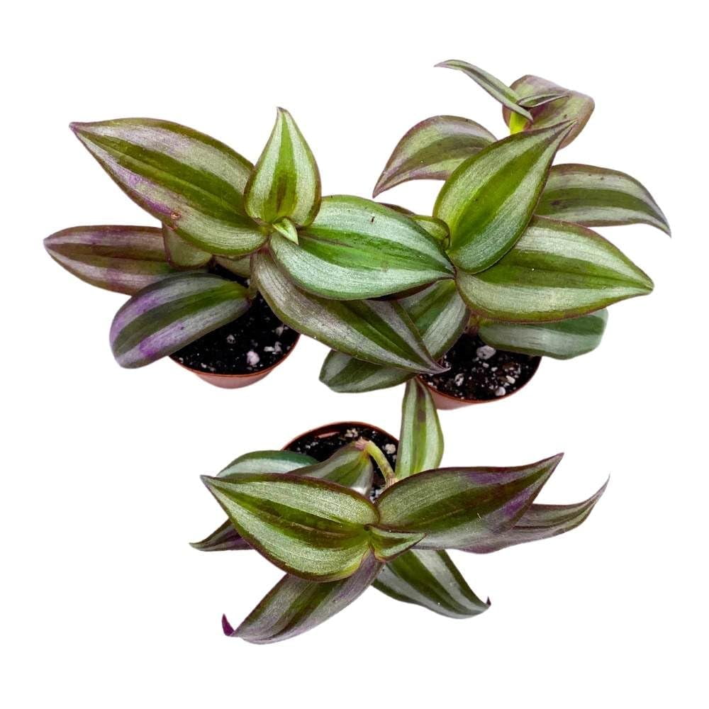 Tradescantia Silver Zebrina 2 inch Set of 3 Grey Wandering Dude pendula ...