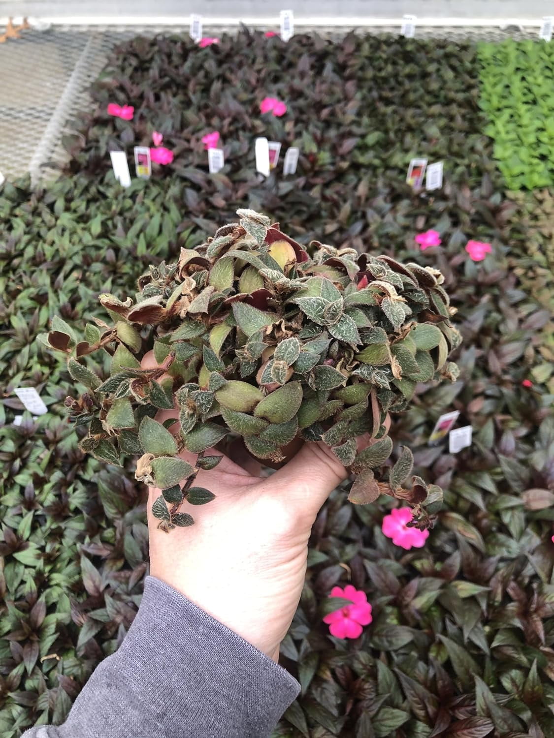 Tradescantia Teddy Bear Vine ~ Fuzzy Wandering Jew ~ Live houseplant ...
