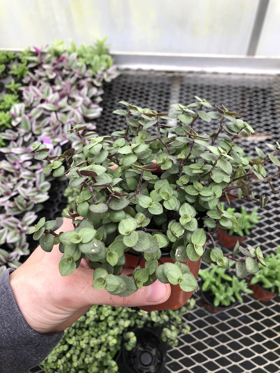 Tradescantia Tortuga - Walmart.com