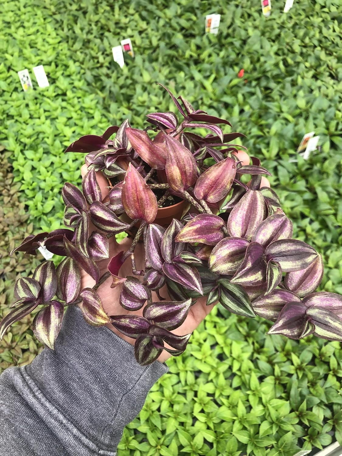 Tradescantia Zebrina Mini ~ Purple Wandering Jew ~ Live houseplant for ...