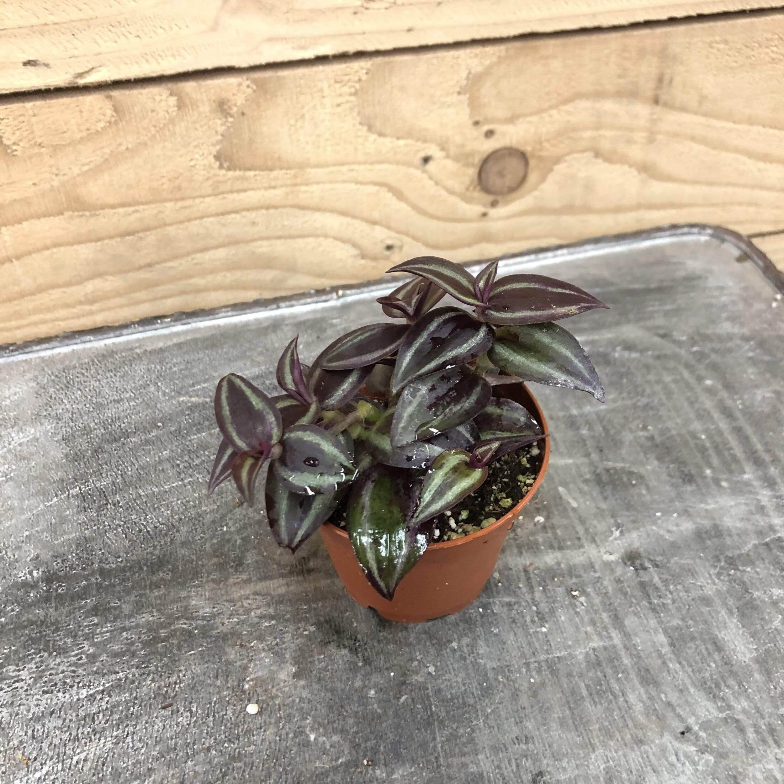 Tradescantia Zebrina Red, 2" Plant, The Plant Farm - Walmart.com