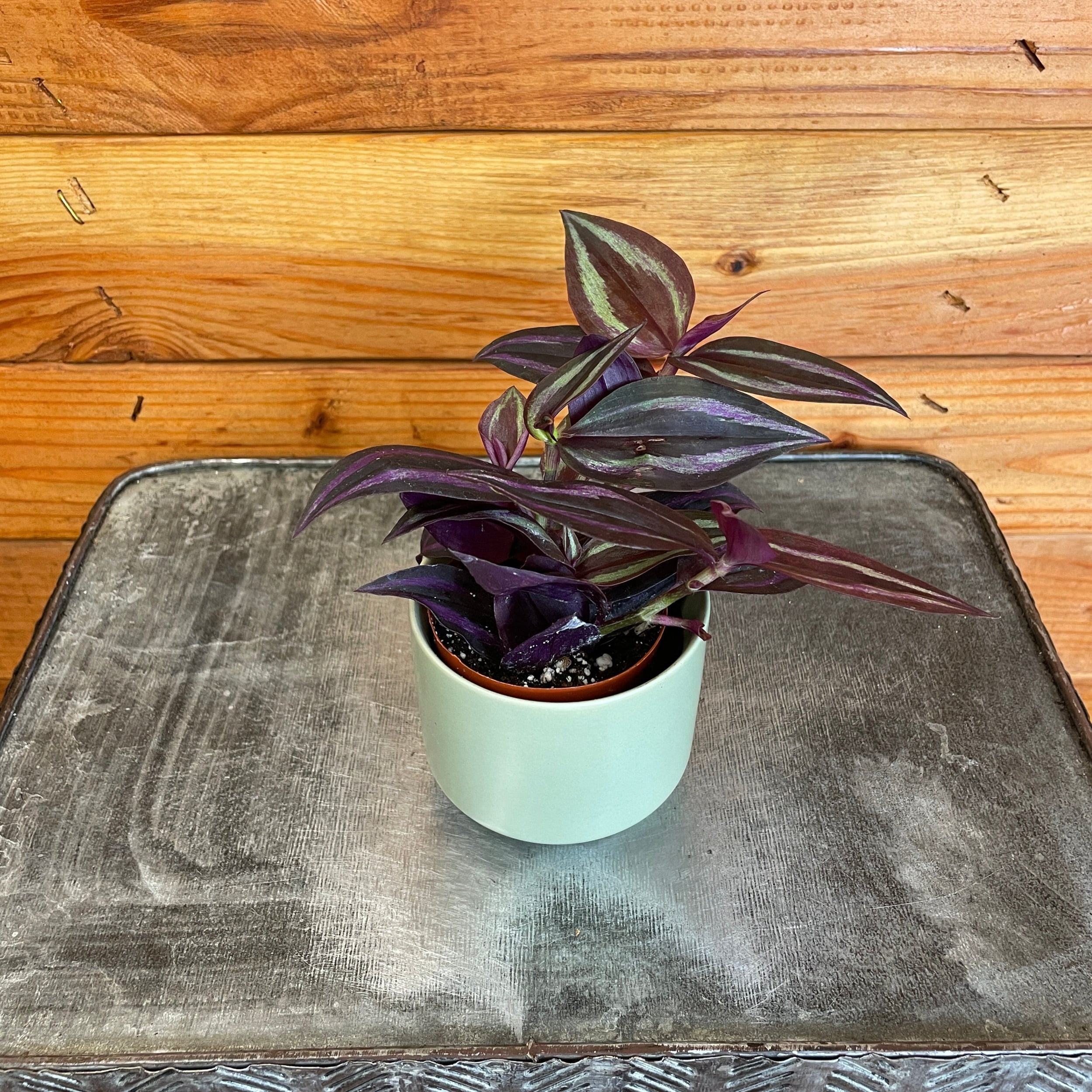 Tradescantia Zebrina Red, 2" Plant, The Plant Farm - Walmart.com