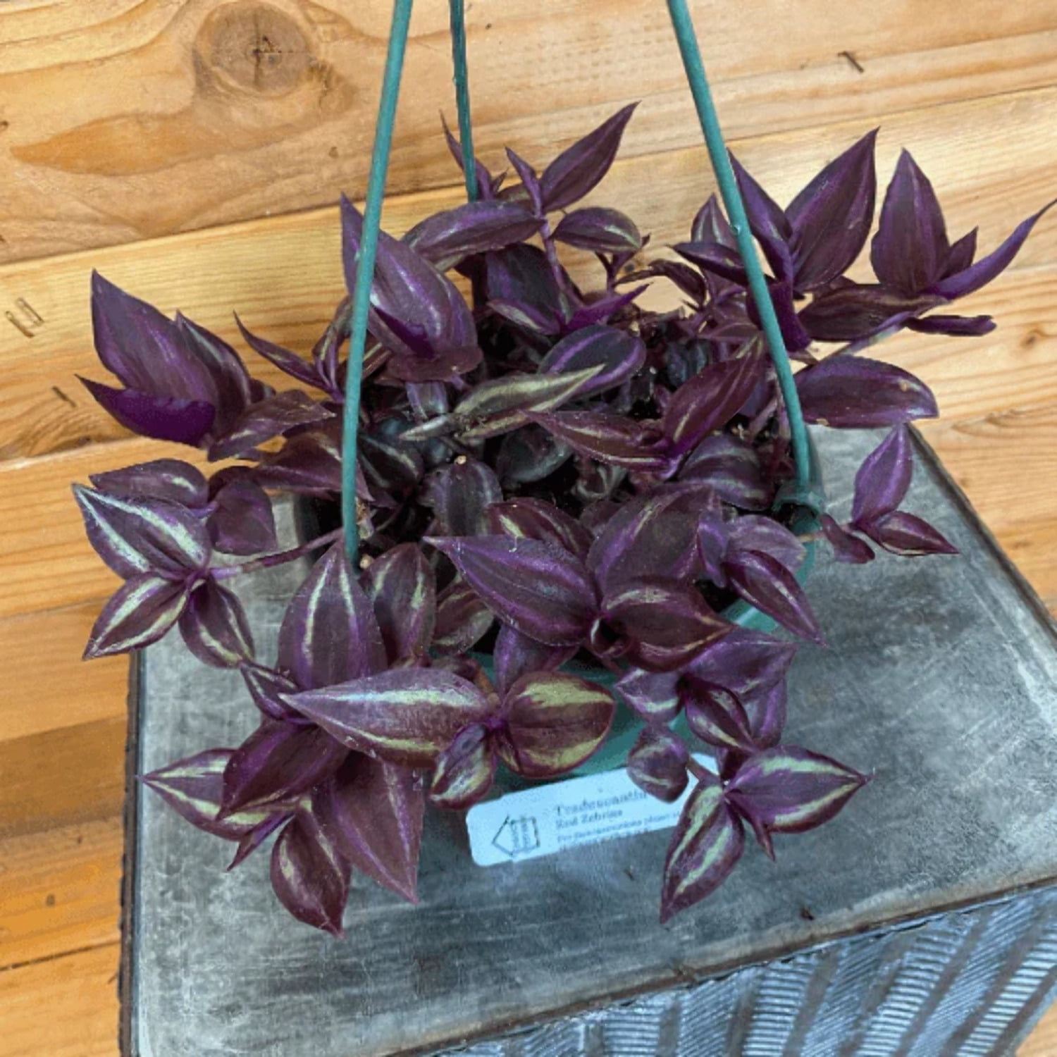 Tradescantia Zebrina Red, 6" Plant, The Plant Farm - Walmart.com