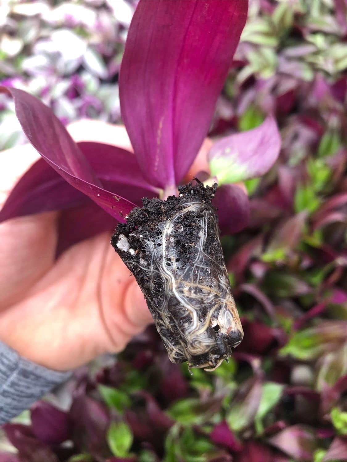 Tradescantia Zebrina Red Gem - Rare Indoor Plant - 5 Rooted cuttings ...