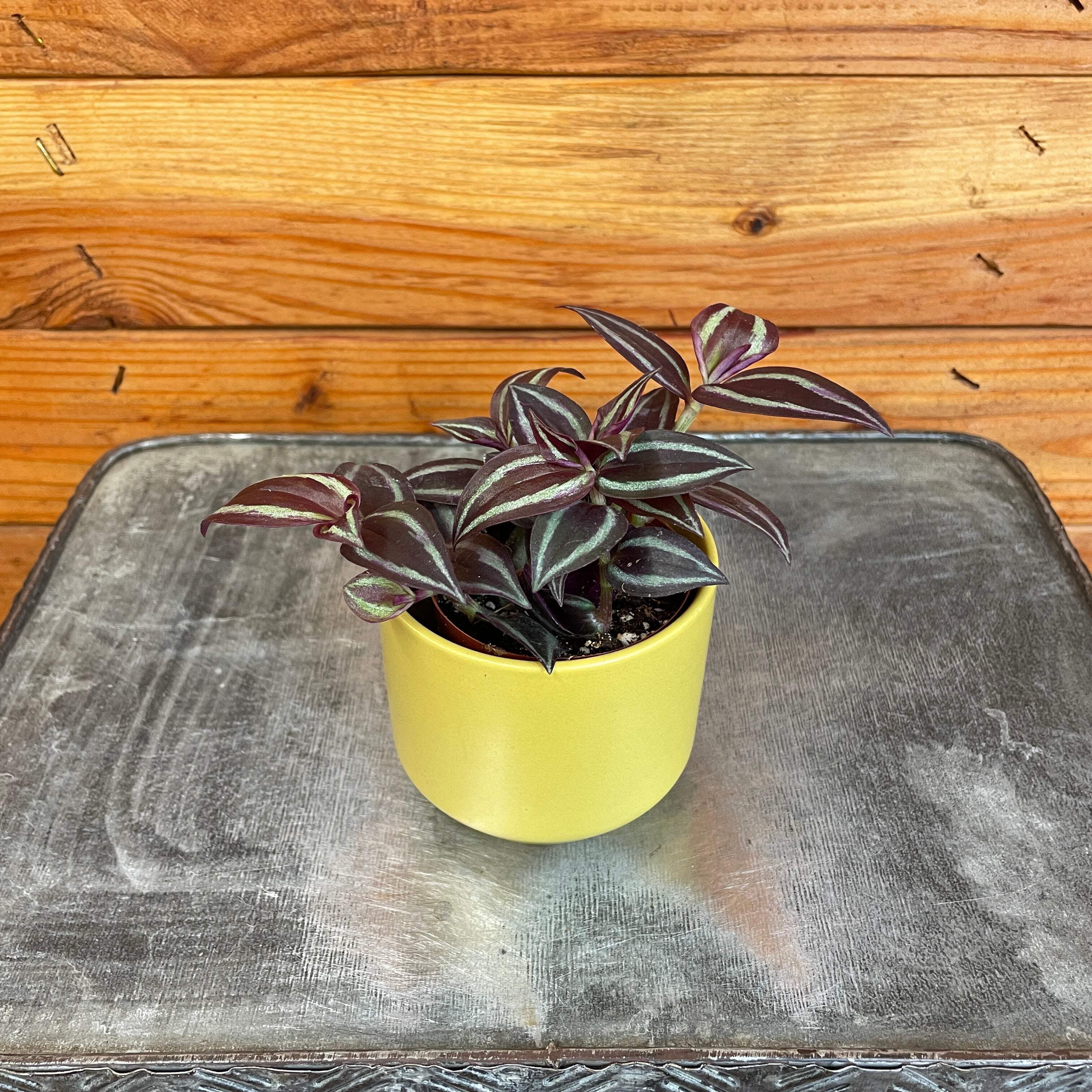 Tradescantia Zebrina Red Mini, 2" Plant, The Plant Farm - Walmart.com