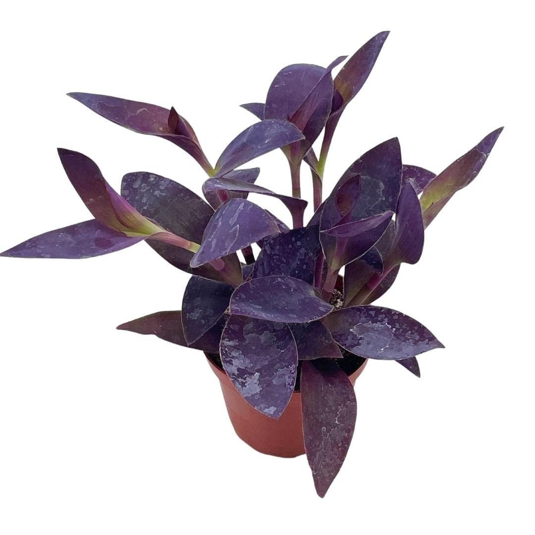 Tradescantia pallida, Purple Heart, 4 inch, Wandering Jew, Purple Queen ...