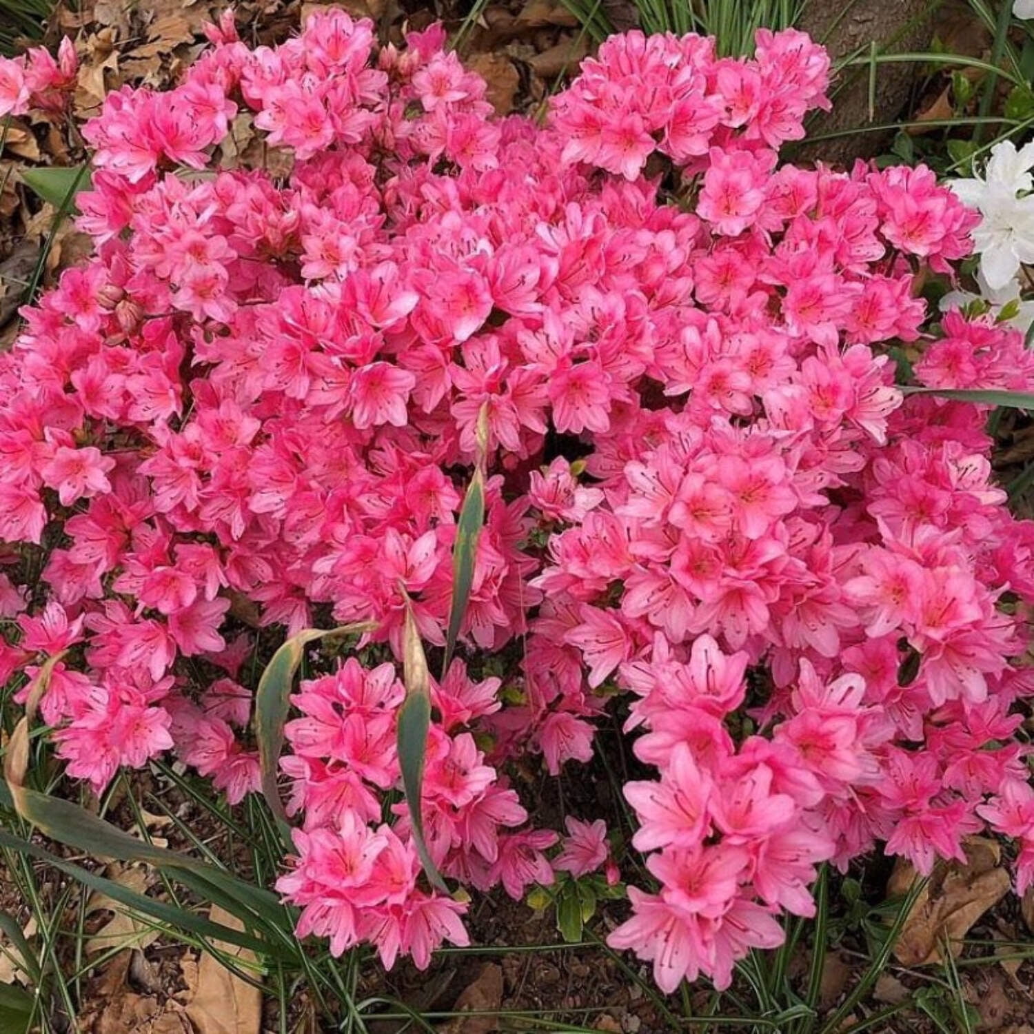 Azalea Tradition, 3 Gallon Pot, Live Evergreen Shrub, Full Sun ...