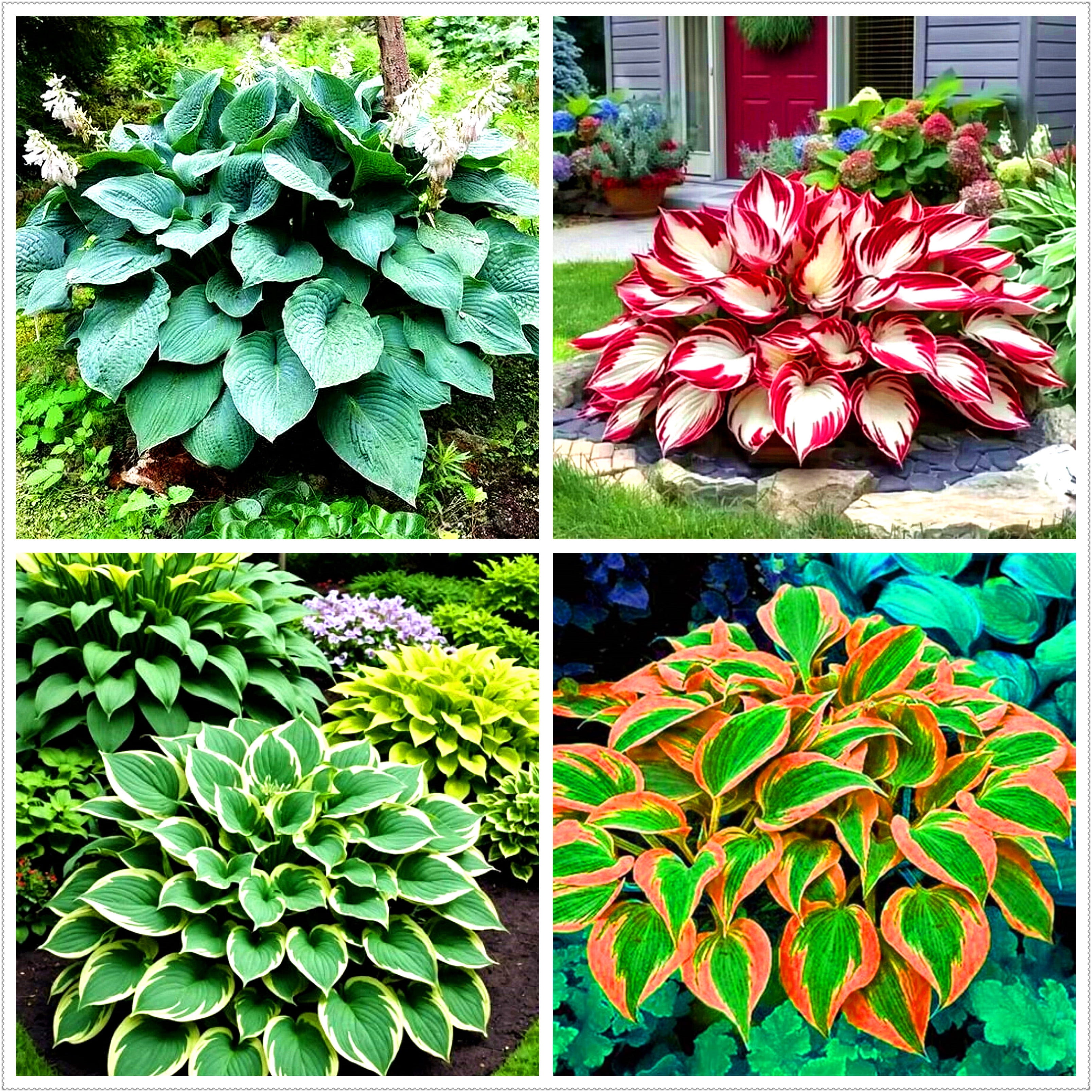 Trail decoration with hosta, soft lines add elegance - Walmart.com