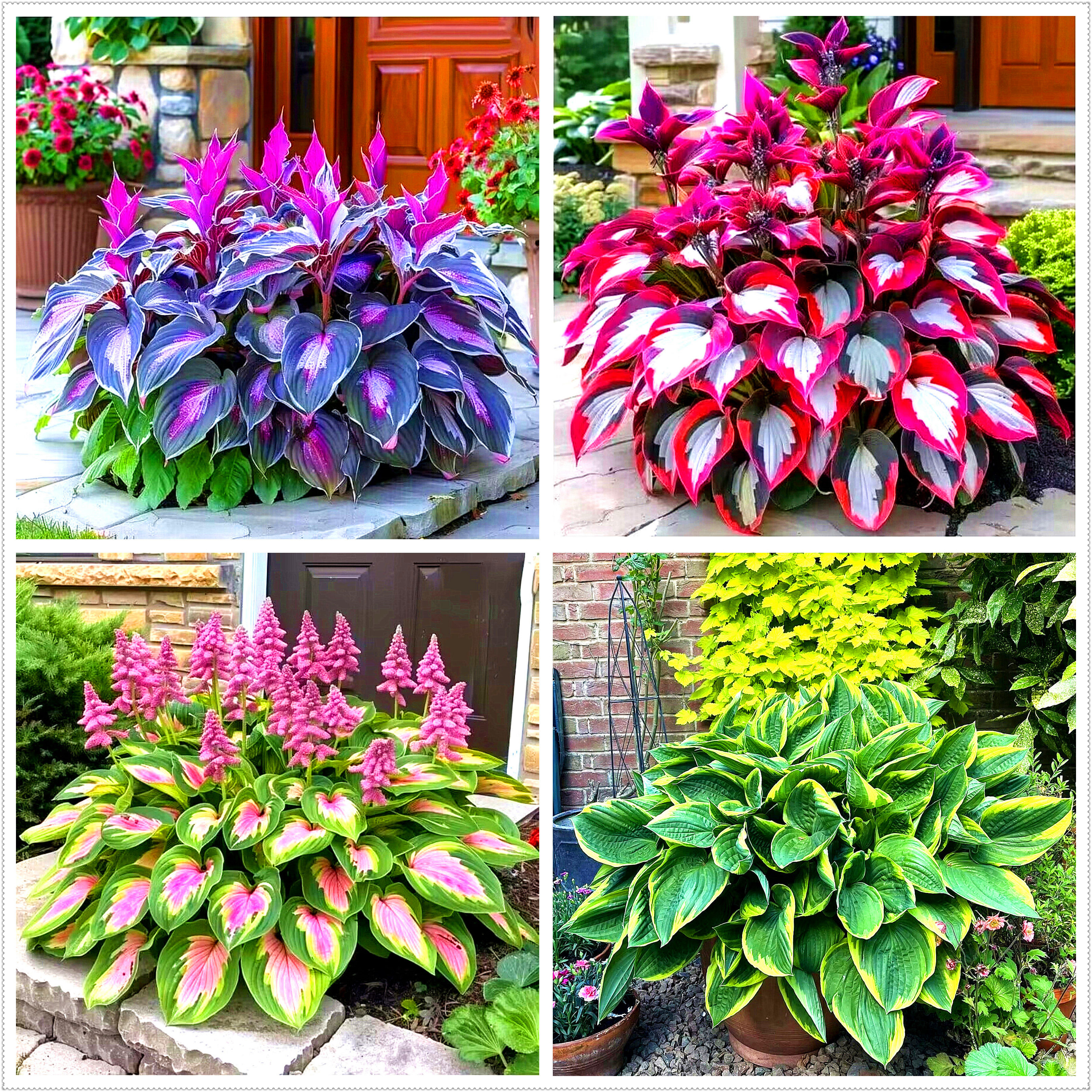 Trail decoration with hosta, soft lines add elegance - Walmart.com