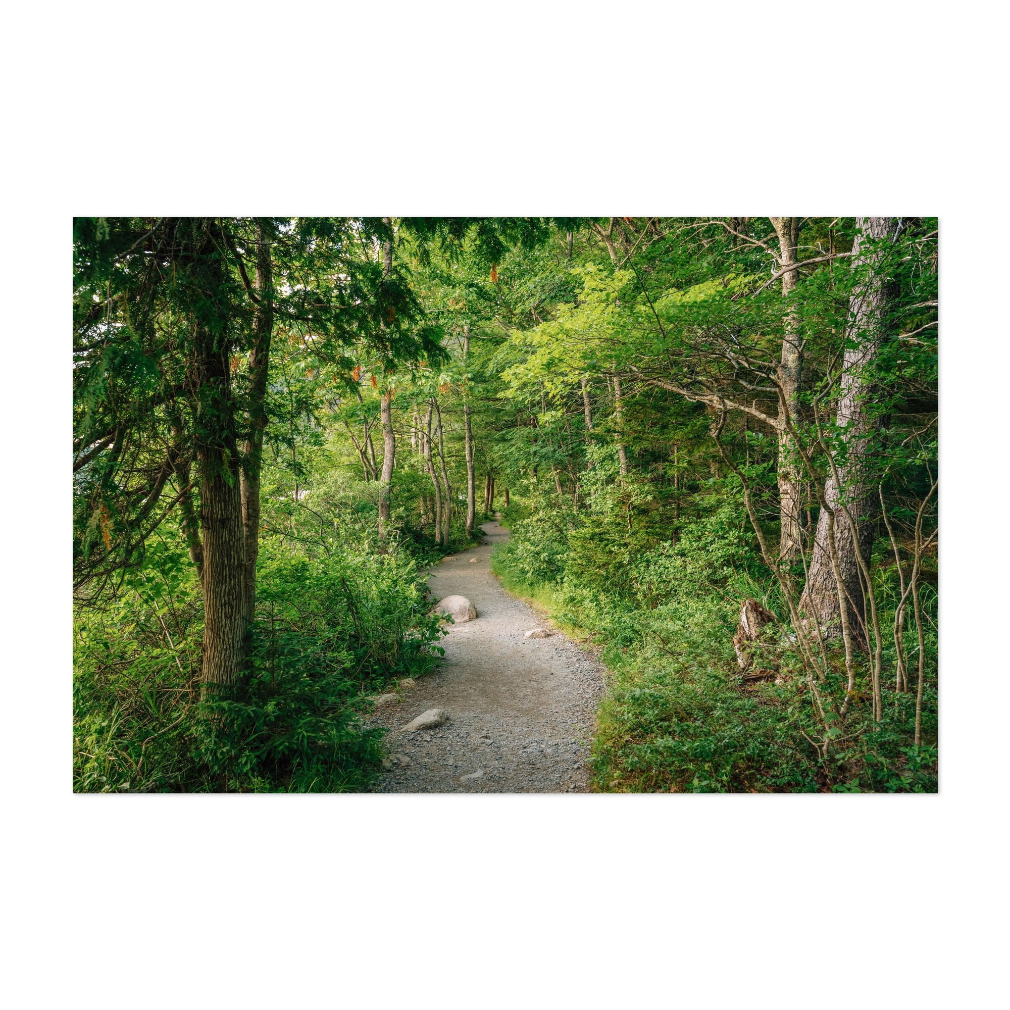 Trail in Acadia National Park - Maine Photography Forest Nature ...