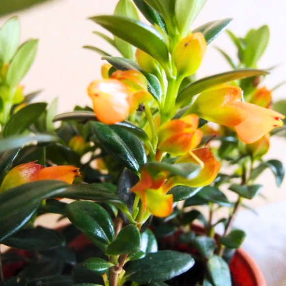 Goldfish Plant