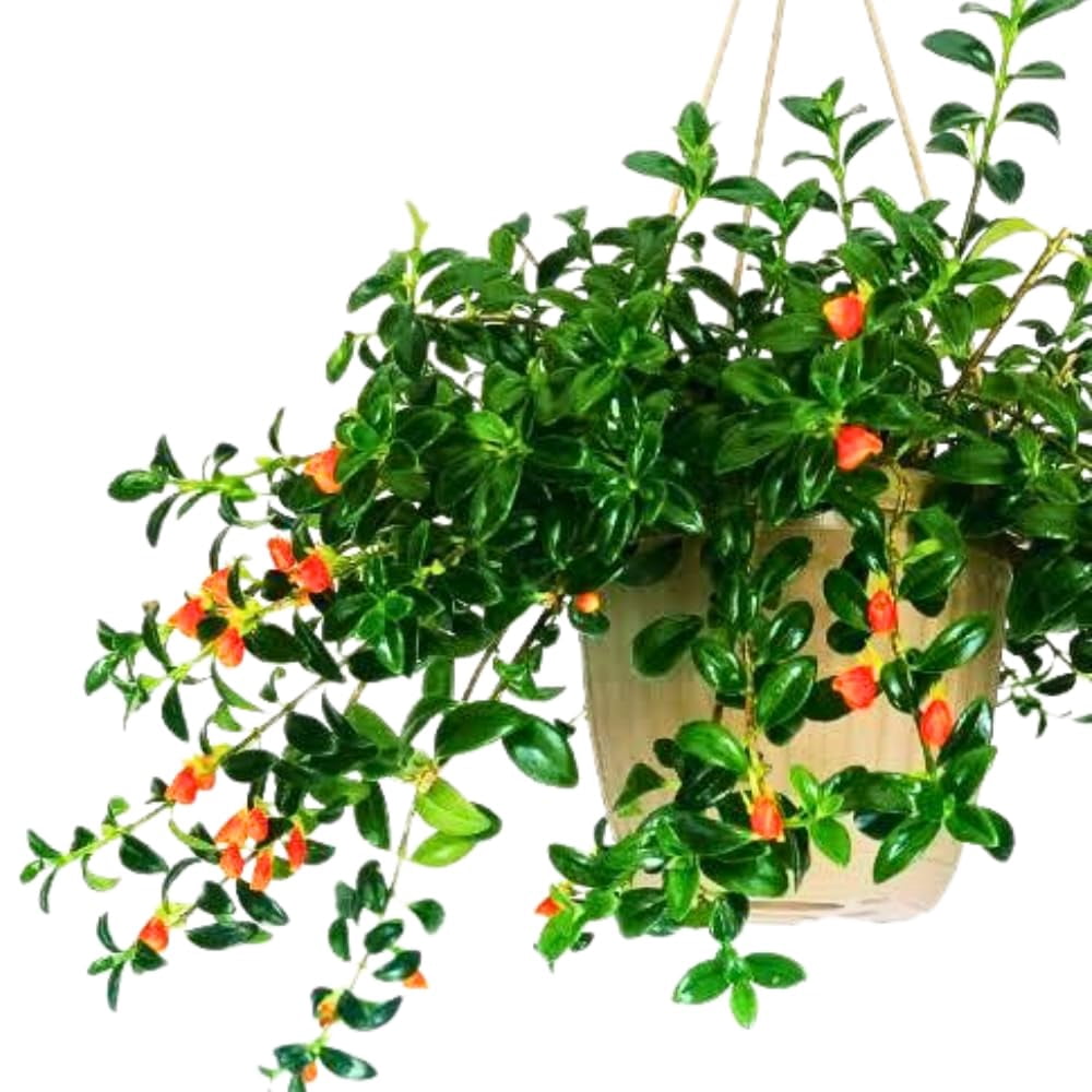Trailing Goldfish Plant Live Potted 4 Inc, Tropical Goldfish Plant For ...