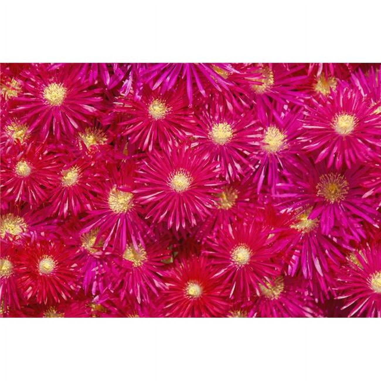 Trailing Ice Plant Lampranthus Spectabilis Poster Print - Large - 36 x ...