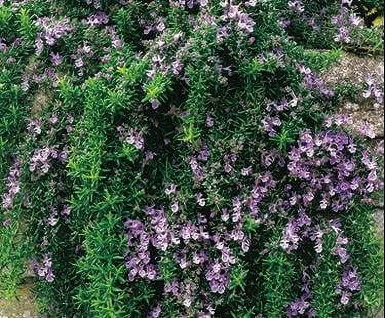 Trailing Rosemary Plant Herb - Non-GMO - Two (2) Live Plants - Not ...