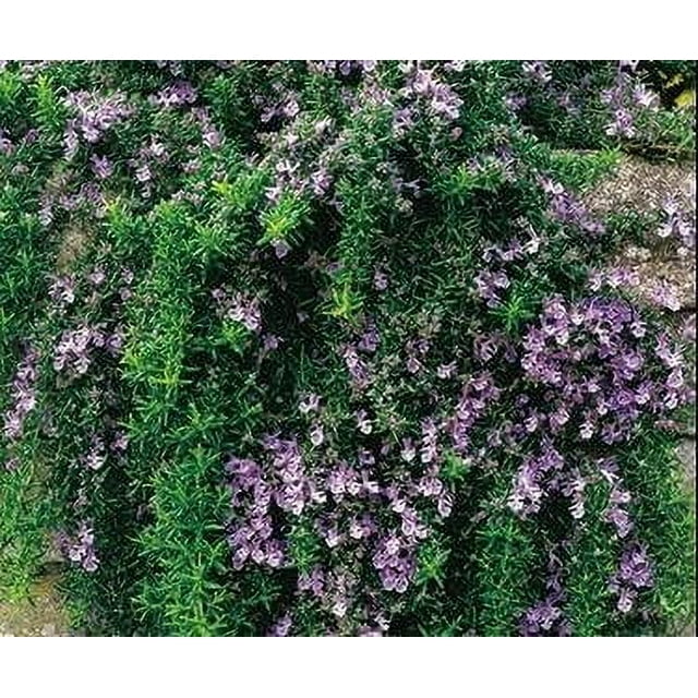 Trailing Rosemary Plant Herb - Non-GMO - Two (2) Live Plants - Not ...
