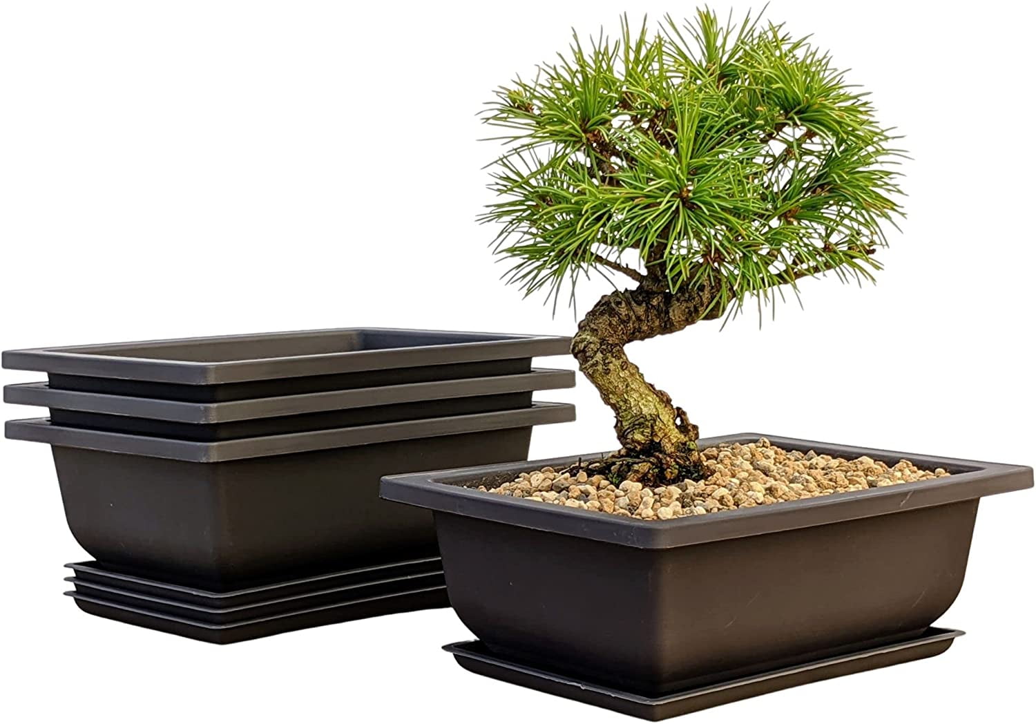 Training Pots with Humidity Trays - Built in Mesh, Six Inch Large ...