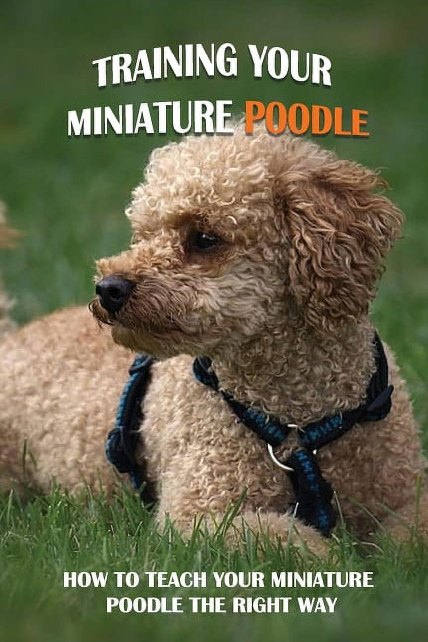Training Your Miniature Poodle: How To Teach Your Miniature Poodle The ...