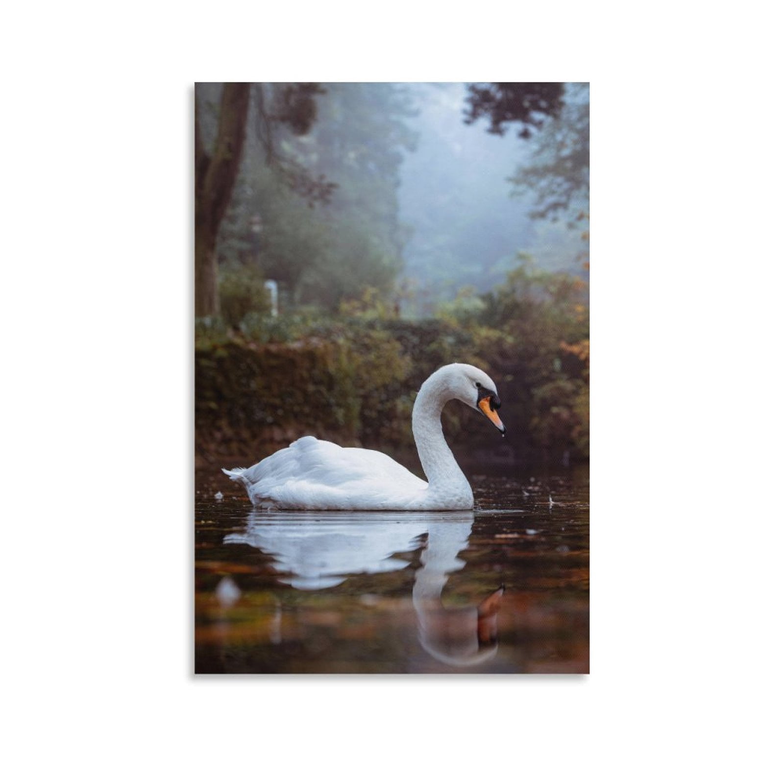 Tranquil White Swans Glide over Sintra's Foggy Ponds Poster Poster ...