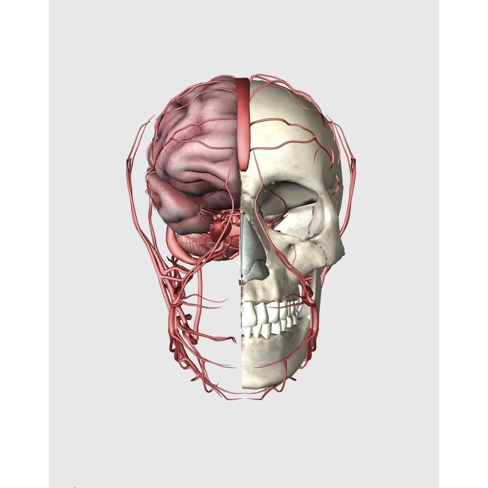 Transectional view of human skull showing half brain with veins Poster ...