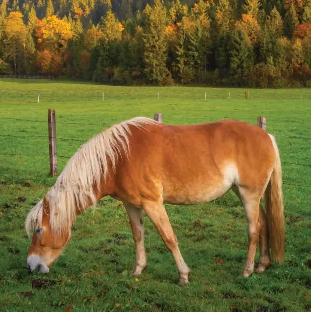 Transitional Zone Horse Pasture Mix - 10 lb - Covers 20,000 Sq Ft ...