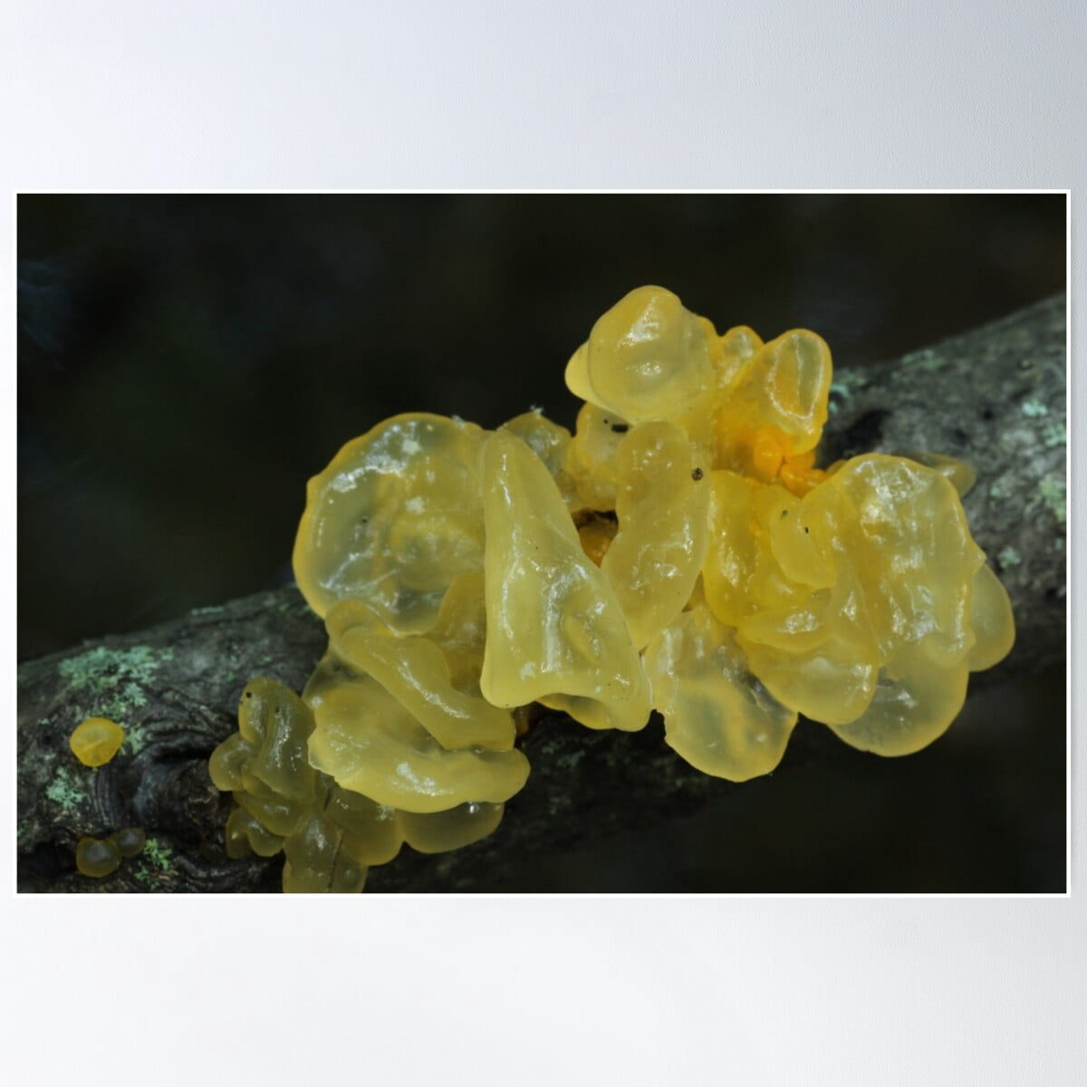 Translucent Witch'S Butter Poster Wall Art, Modern Wall Decor For ...