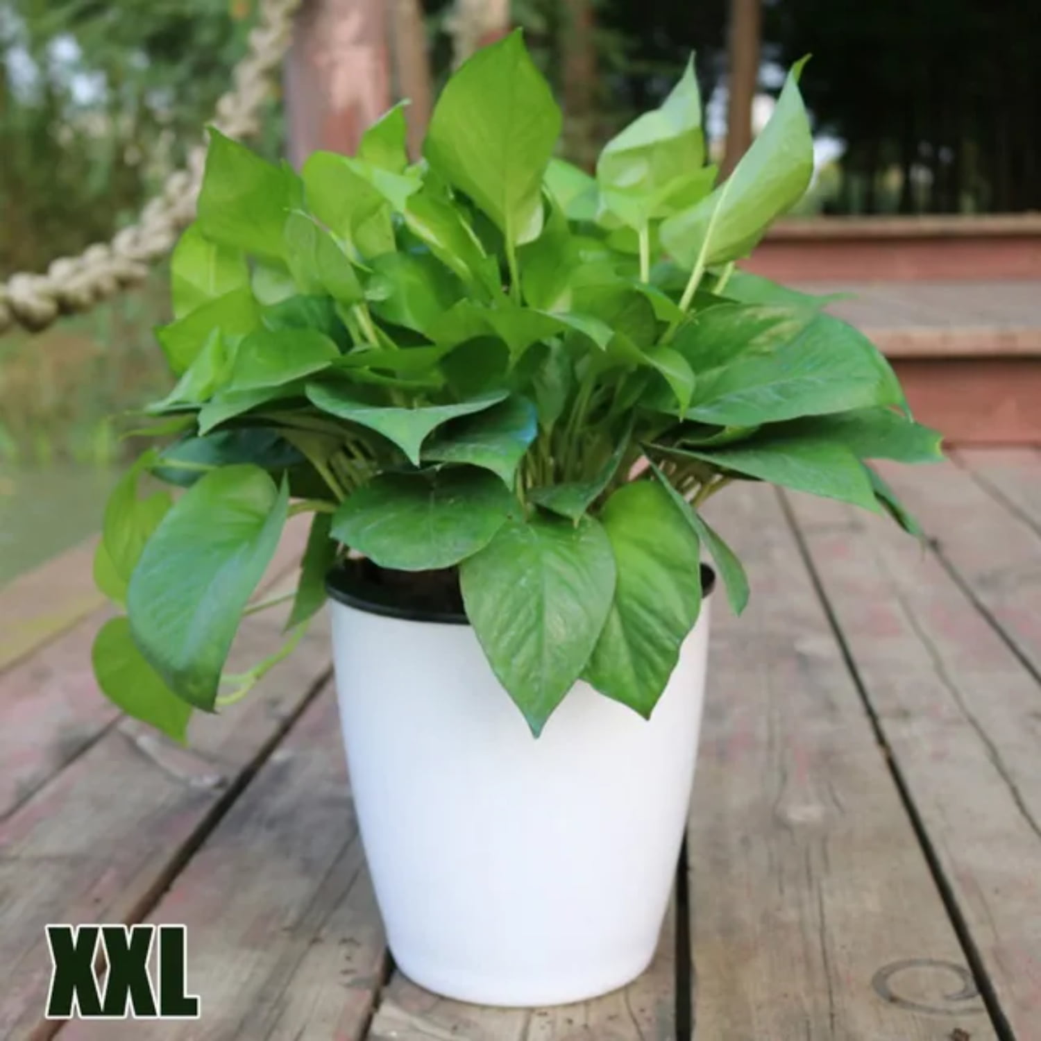 Transparent Automatic Lazy Self-Watering Plastic Flower Pot - Absorbent ...