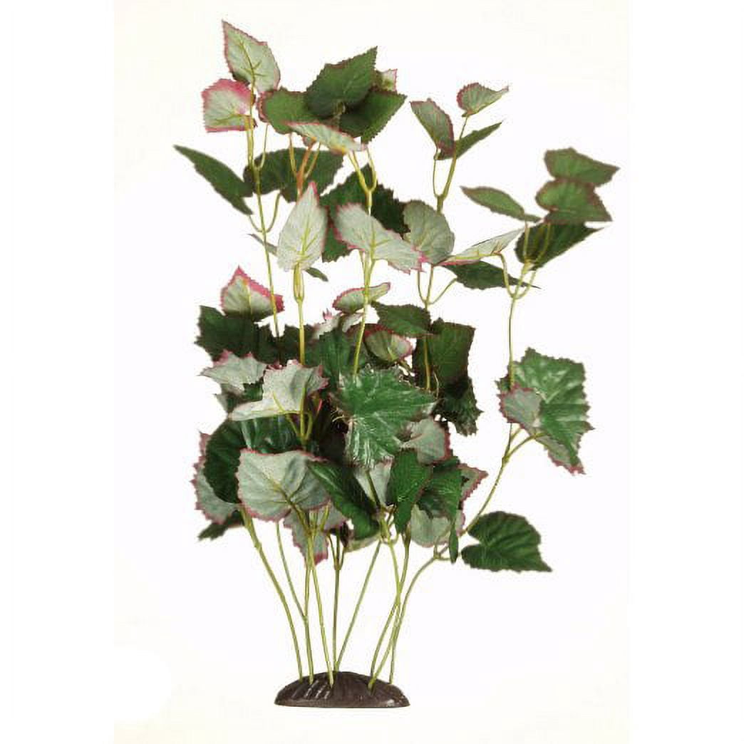 Trapa Natans, 12" - Walmart.com